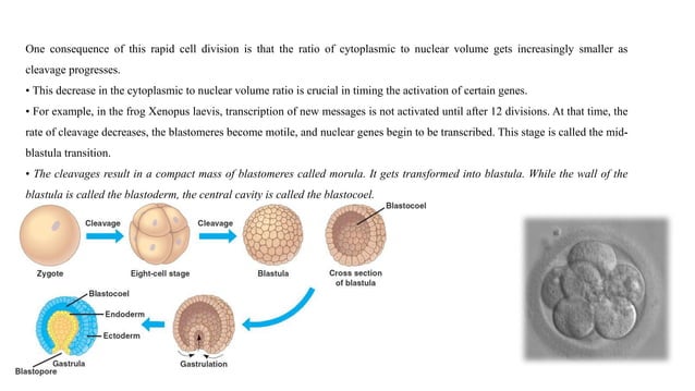 cleavage and its types functions and pptx | PPTX