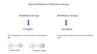 cleavage and its types functions and pptx | PPTX
