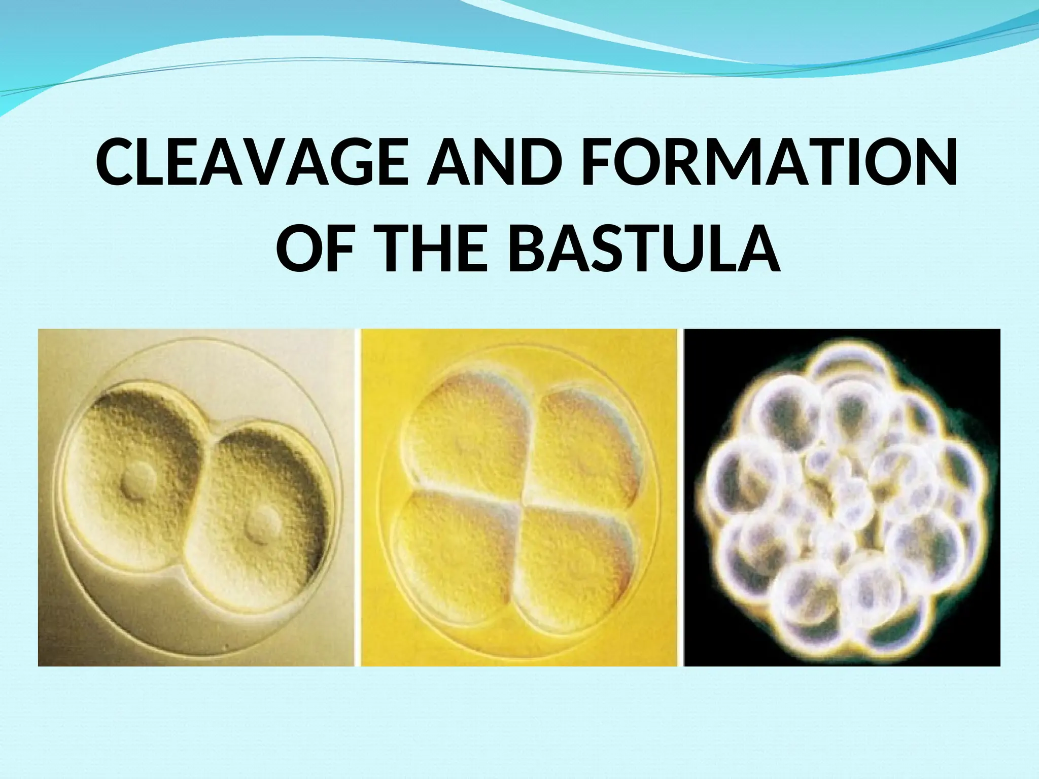 CLEAVAGE formation of animal development | PPT