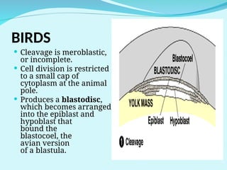CLEAVAGE formation of animal development | PPT