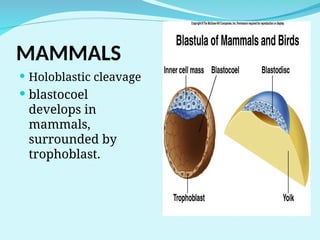CLEAVAGE formation of animal development | PPT
