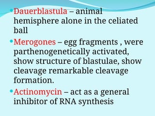 CLEAVAGE formation of animal development | PPT