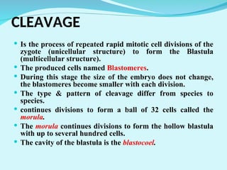 CLEAVAGE formation of animal development | PPT