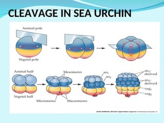 CLEAVAGE formation of animal development | PPT