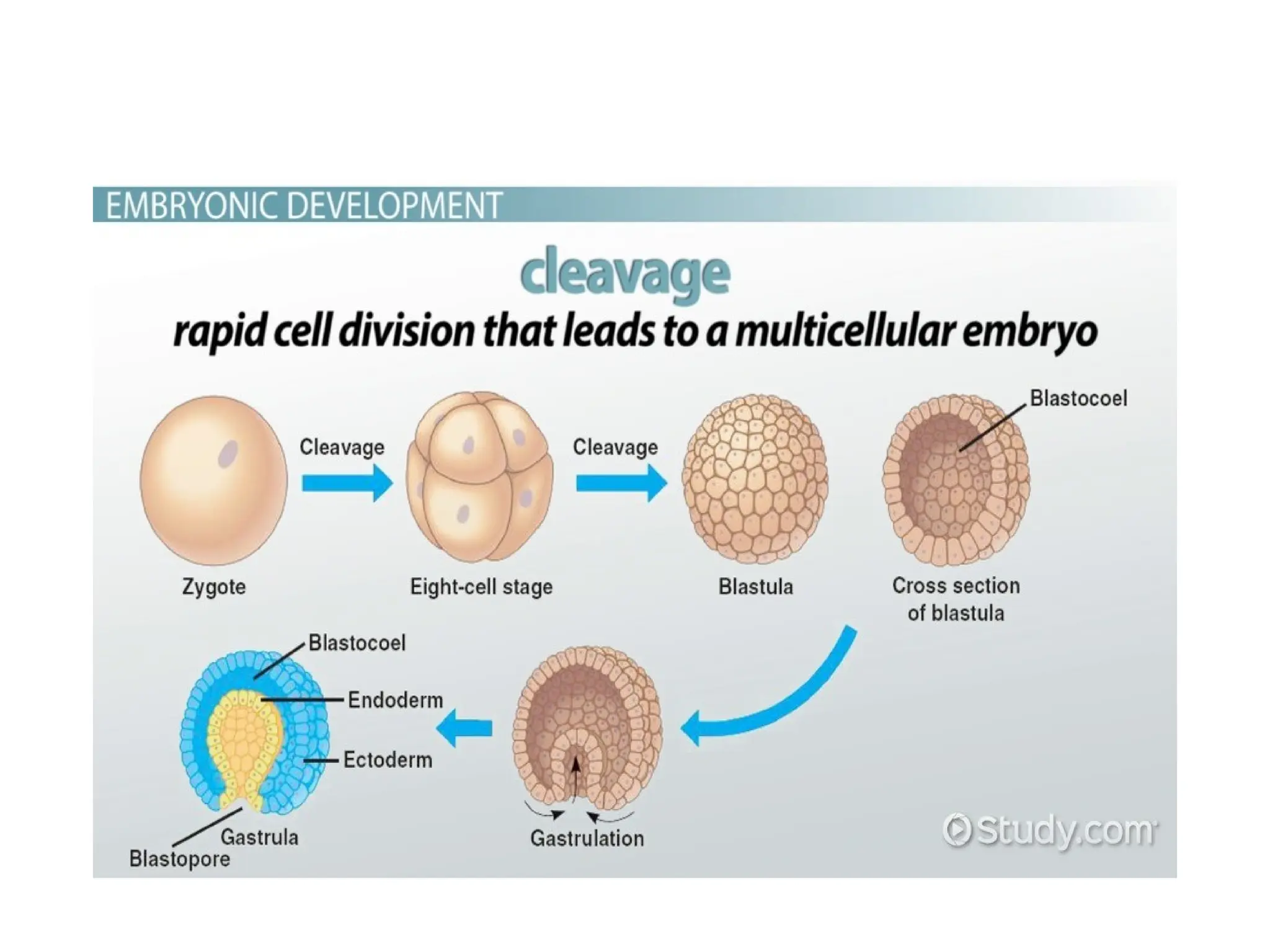 Cleavage, and their types, developmental biology.pptx