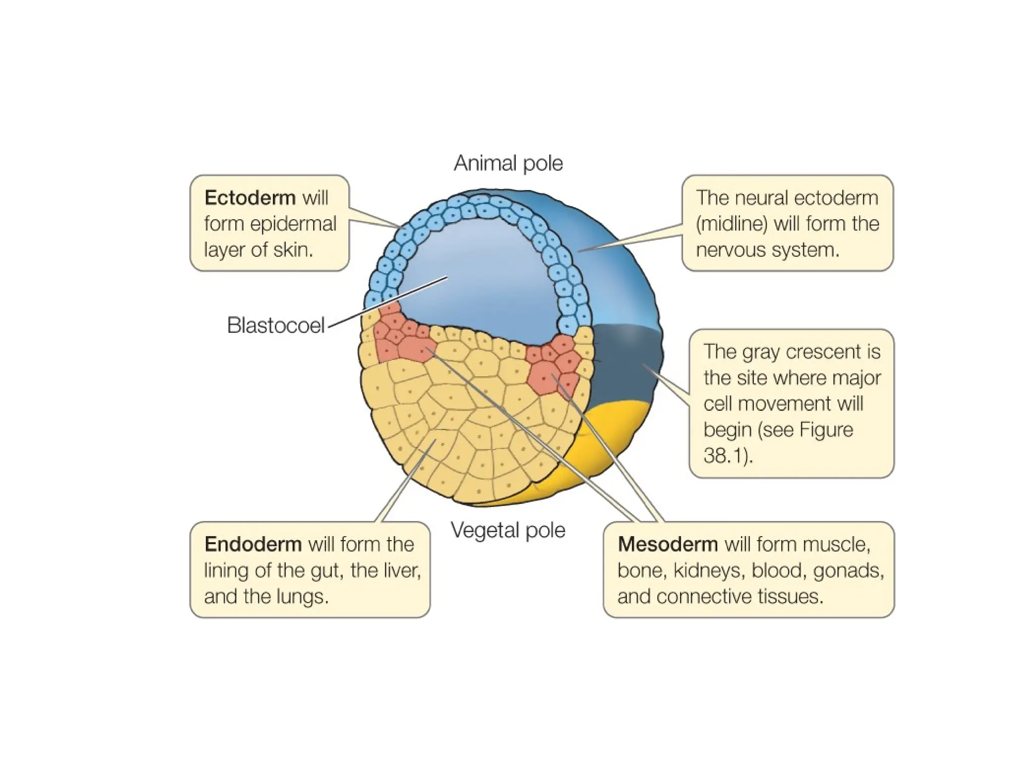 Cleavage, and their types, developmental biology.pptx