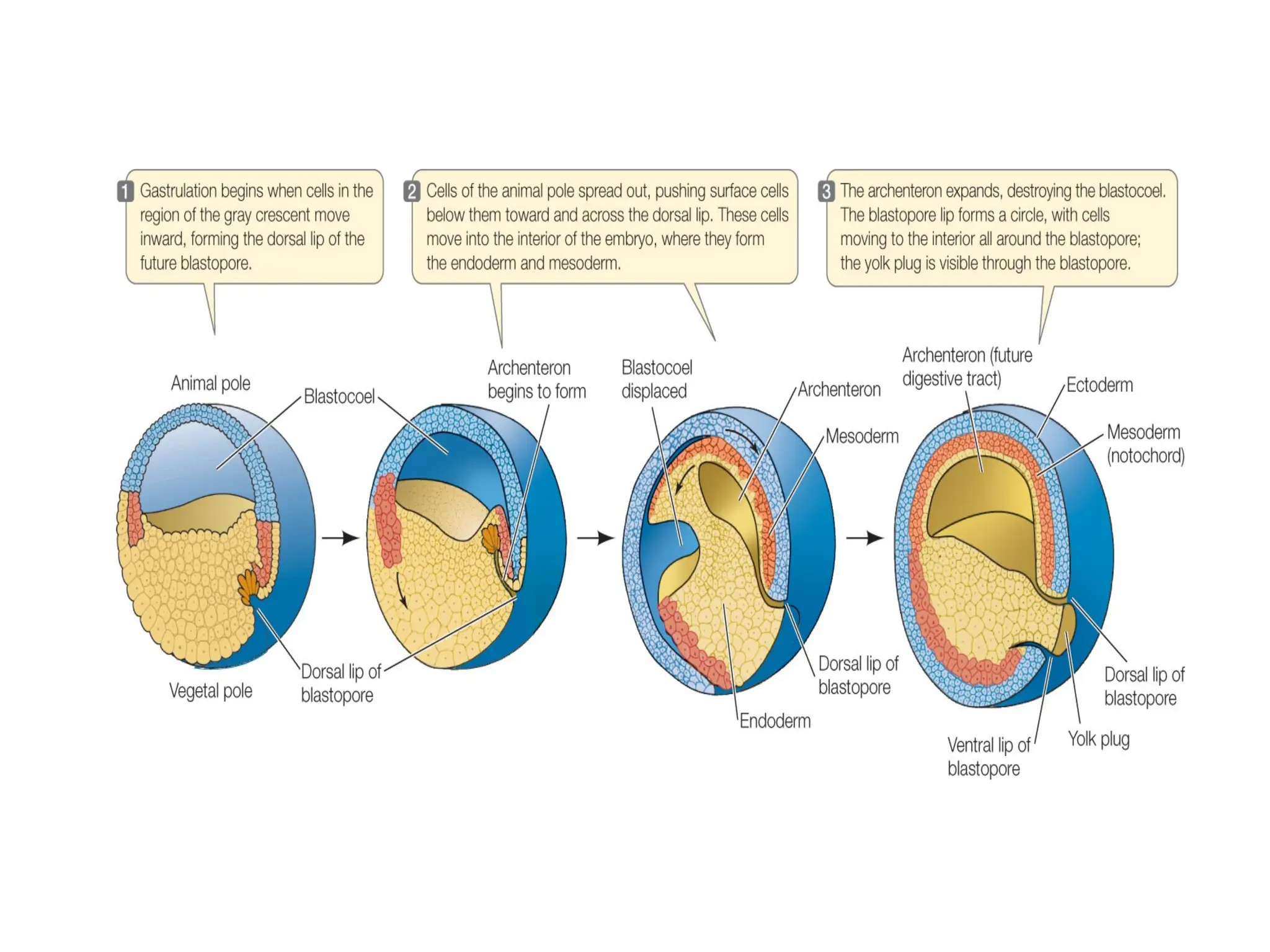 Cleavage, and their types, developmental biology.pptx