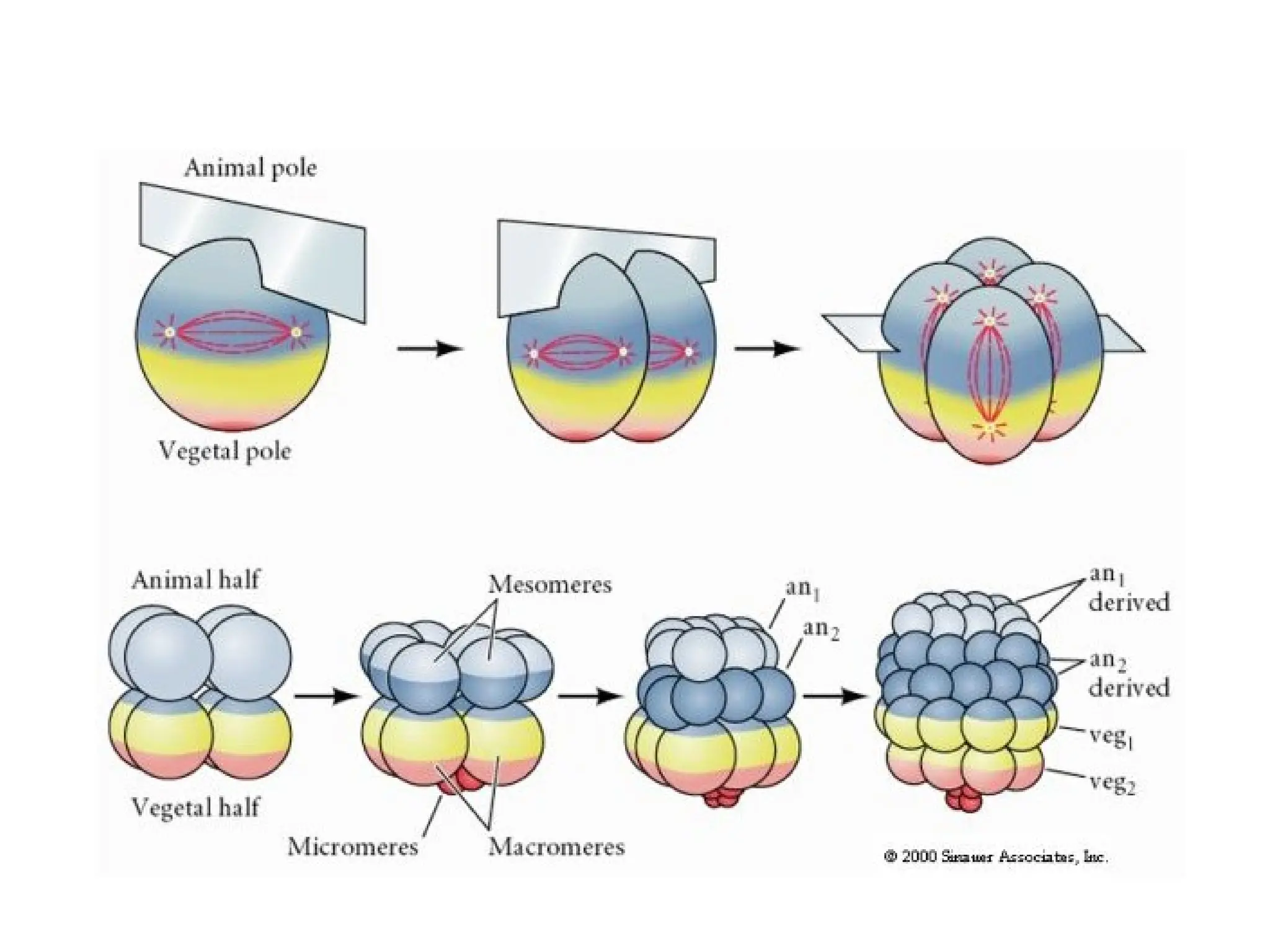 Cleavage, and their types, developmental biology.pptx