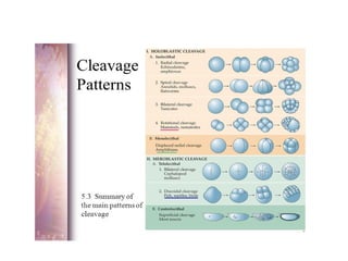 Cleavage, and their types, developmental biology.pptx