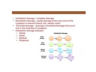 Cleavage, and their types, developmental biology.pptx