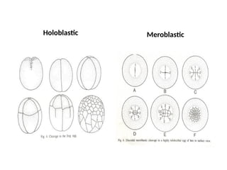 Cleavage, and their types, developmental biology.pptx