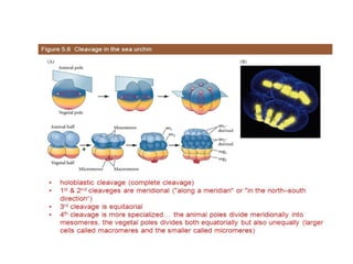 Cleavage, and their types, developmental biology.pptx