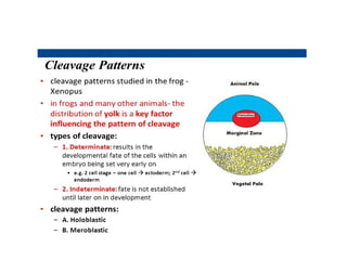 Cleavage, and their types, developmental biology.pptx