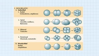 CLEVAGE of Fertilization and the part EG | PPTX