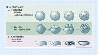 CLEVAGE of Fertilization and the part EG | PPTX