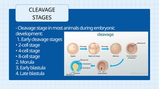 CLEVAGE of Fertilization and the part EG | PPTX