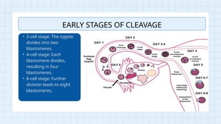 CLEVAGE of Fertilization and the part EG | PPTX