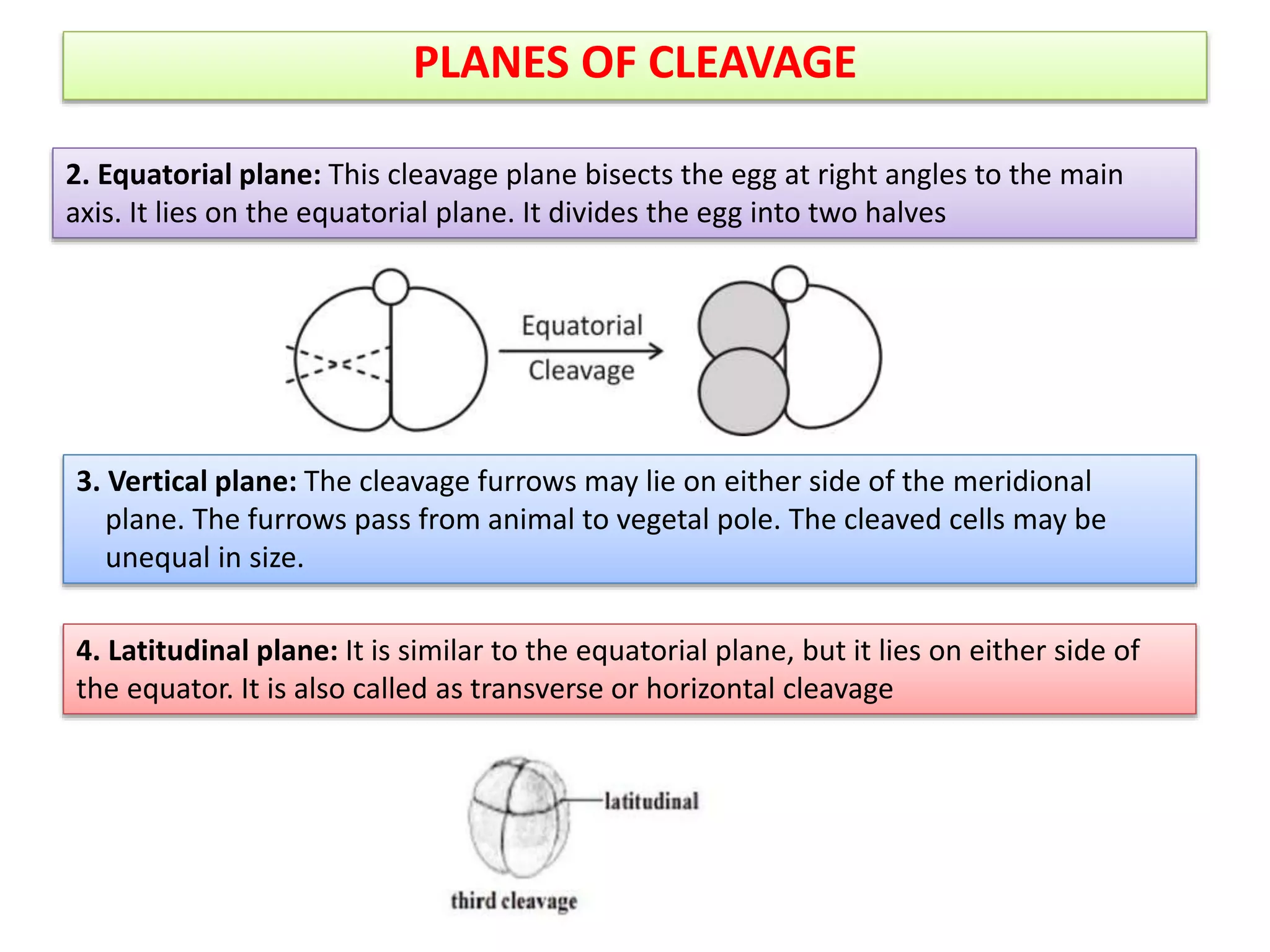Cleavage 1 | PPTX
