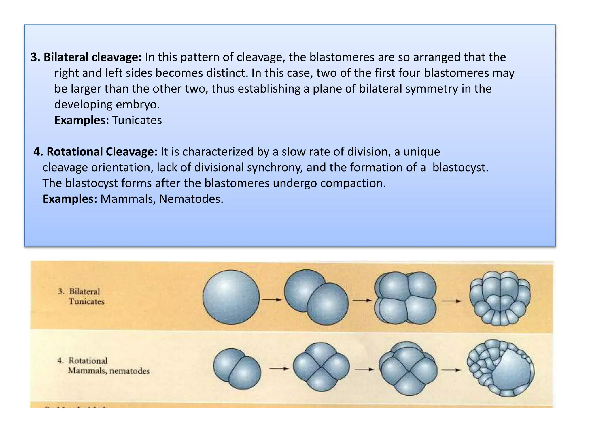 Cleavage 1 | PPTX