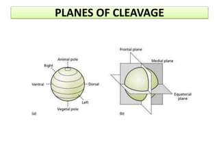 Cleavage 1 | PPTX