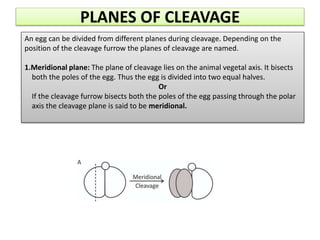 Cleavage Plane Definition: Types Of Cleavage – NRRBG