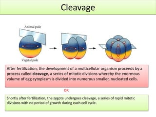 Cleavage 1 | PPTX