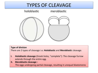 Cleavage 1 | PPT