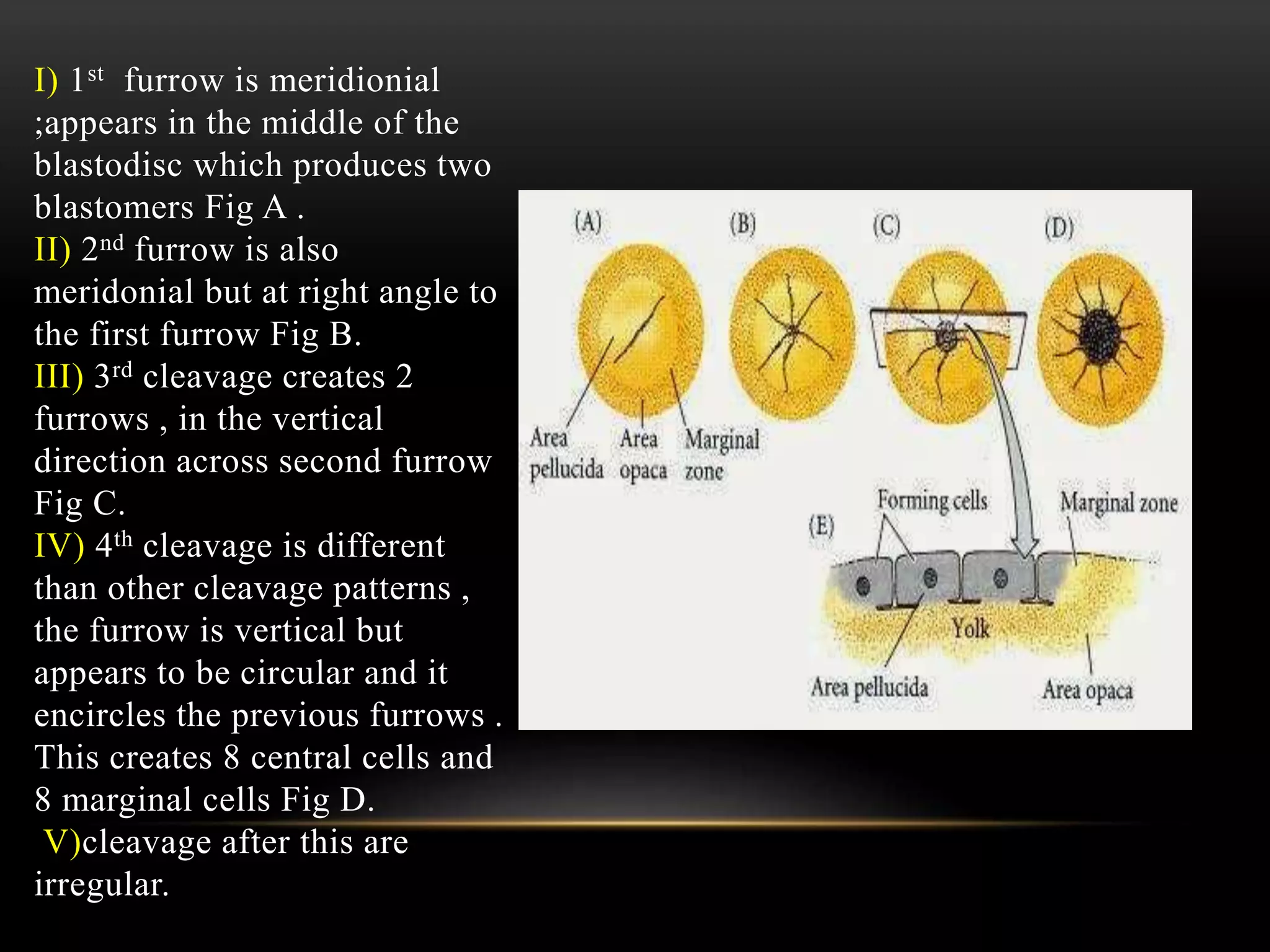 Cleavage and blastulation | PPTX