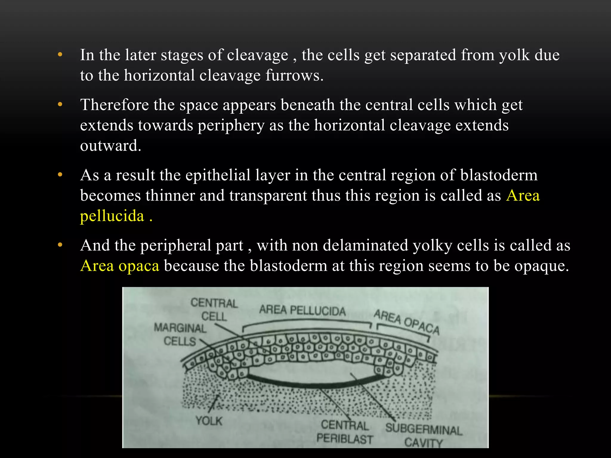 Cleavage and blastulation | PPTX