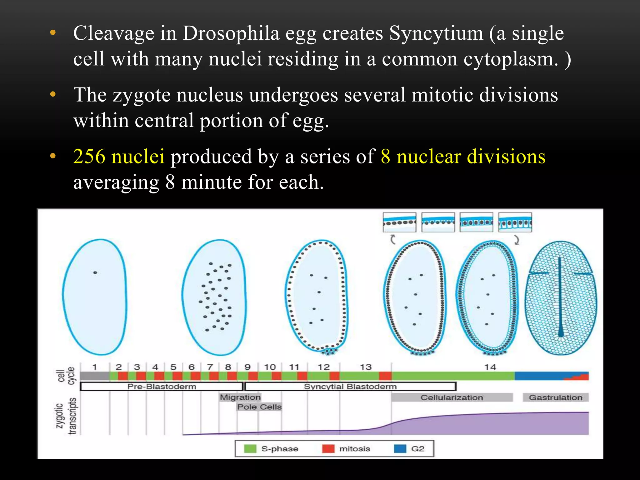 Cleavage and blastulation | PPTX