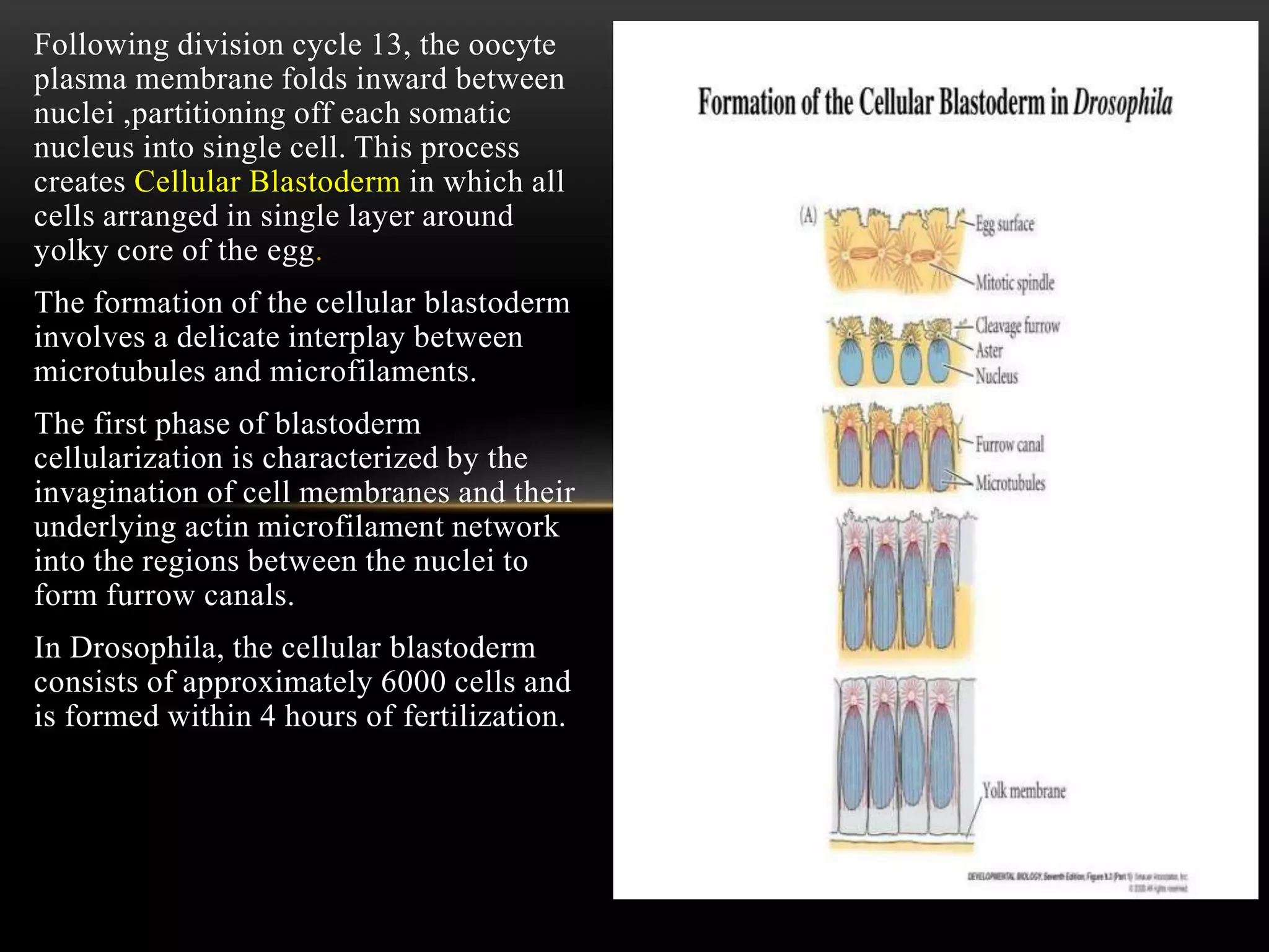 Cleavage and blastulation | PPTX
