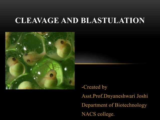 Cleavage and blastulation | PPTX | Biological Sciences | Science