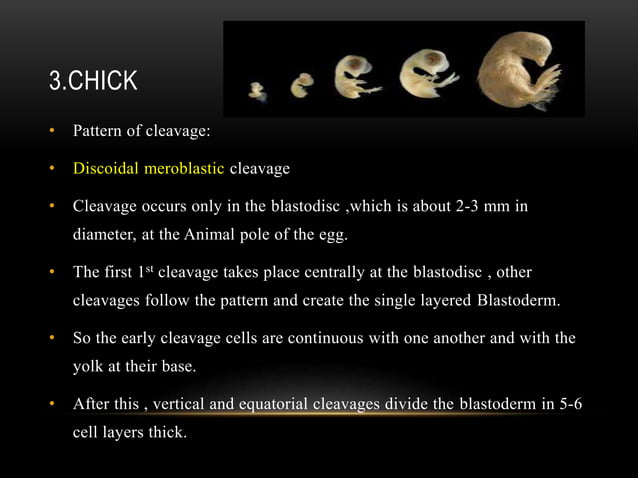 Cleavage and blastulation | PPTX | Biological Sciences | Science