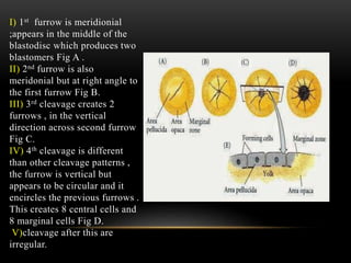 Cleavage and blastulation | PPTX