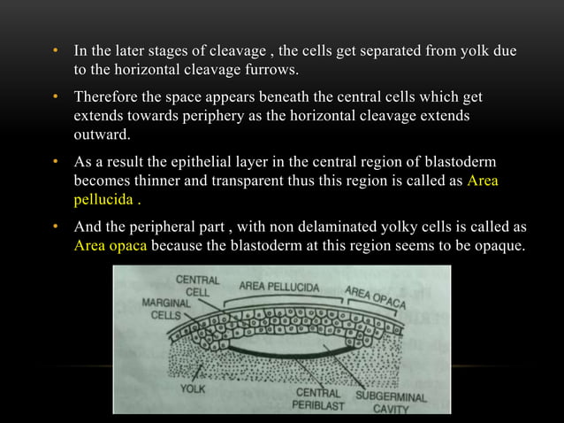 Cleavage and blastulation | PPTX | Biological Sciences | Science