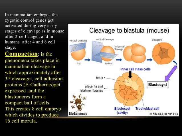 Cleavage and blastulation | PPTX | Biological Sciences | Science