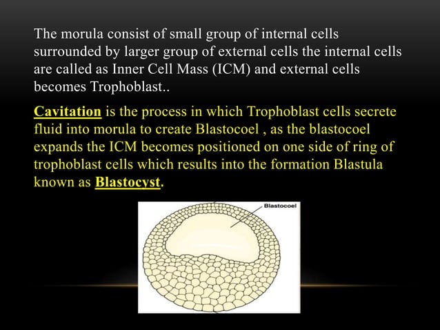 Cleavage and blastulation | PPTX | Biological Sciences | Science
