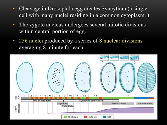 Cleavage and blastulation | PPTX | Biological Sciences | Science