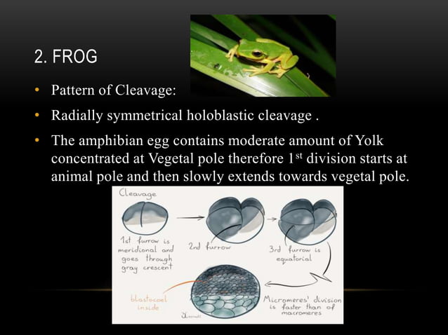 Cleavage and blastulation | PPTX | Biological Sciences | Science