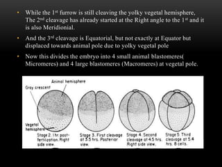 Cleavage and blastulation | PPTX