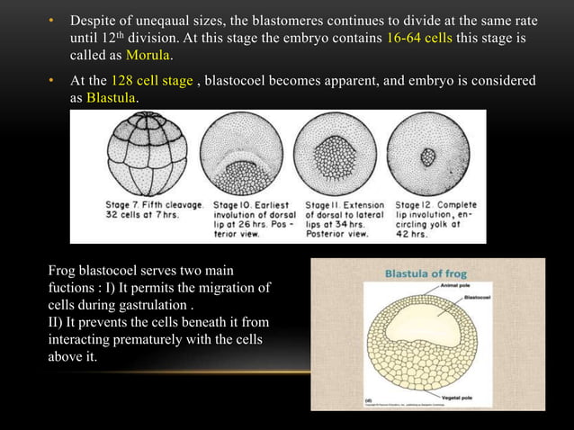 Cleavage and blastulation | PPTX | Biological Sciences | Science