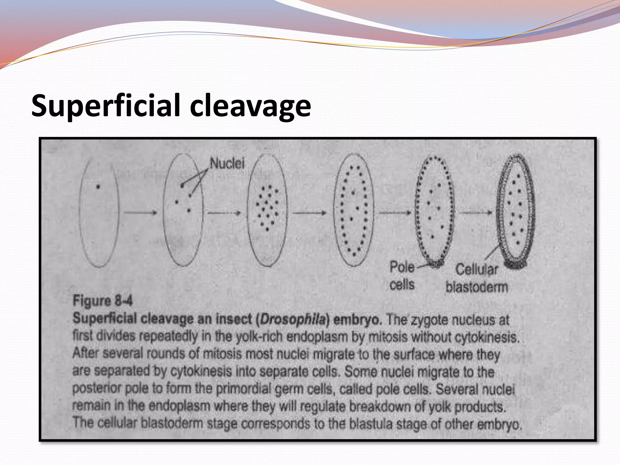 Cleavage and its patterns | PPTX