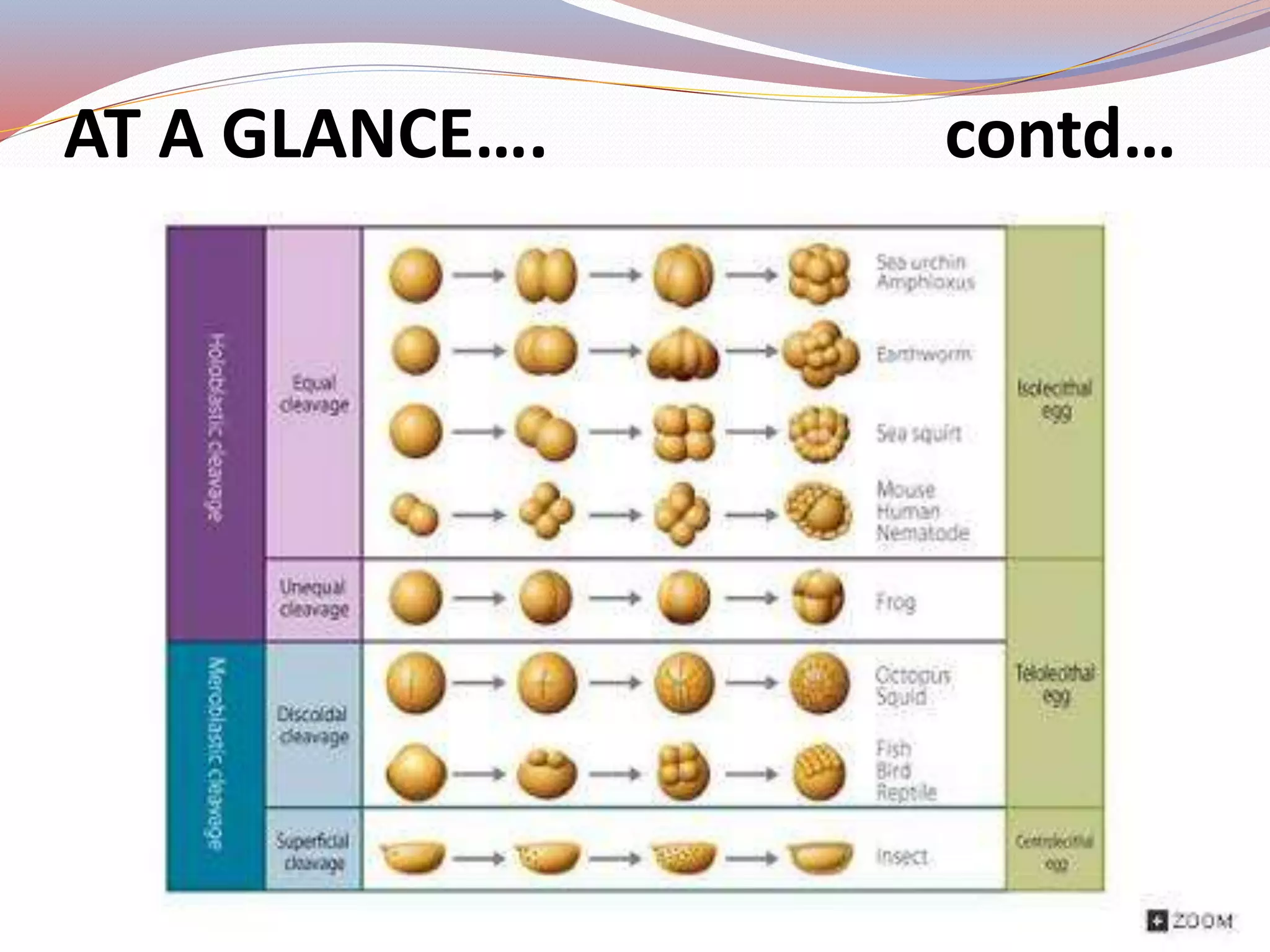Cleavage and its patterns | PPTX