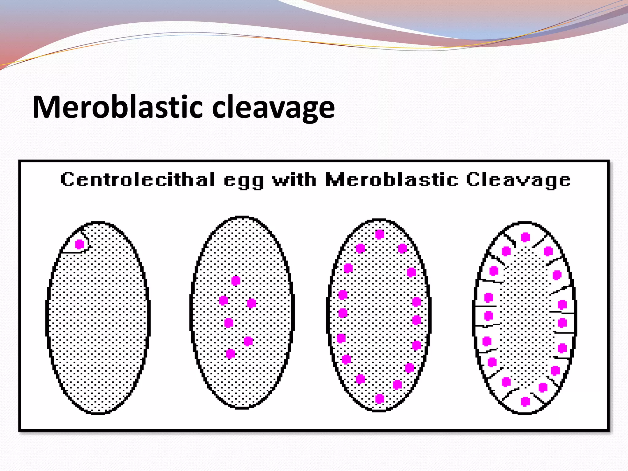 Cleavage and its patterns | PPTX
