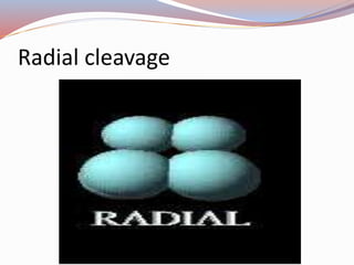 Cleavage and its patterns | PPTX