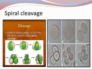Cleavage and its patterns | PPTX