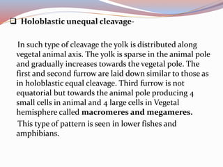 Cleavage and its patterns | PPTX