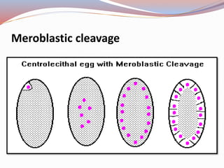 Cleavage and its patterns | PPTX