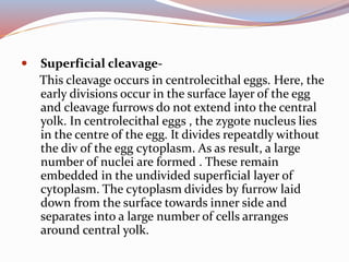 Cleavage and its patterns | PPTX