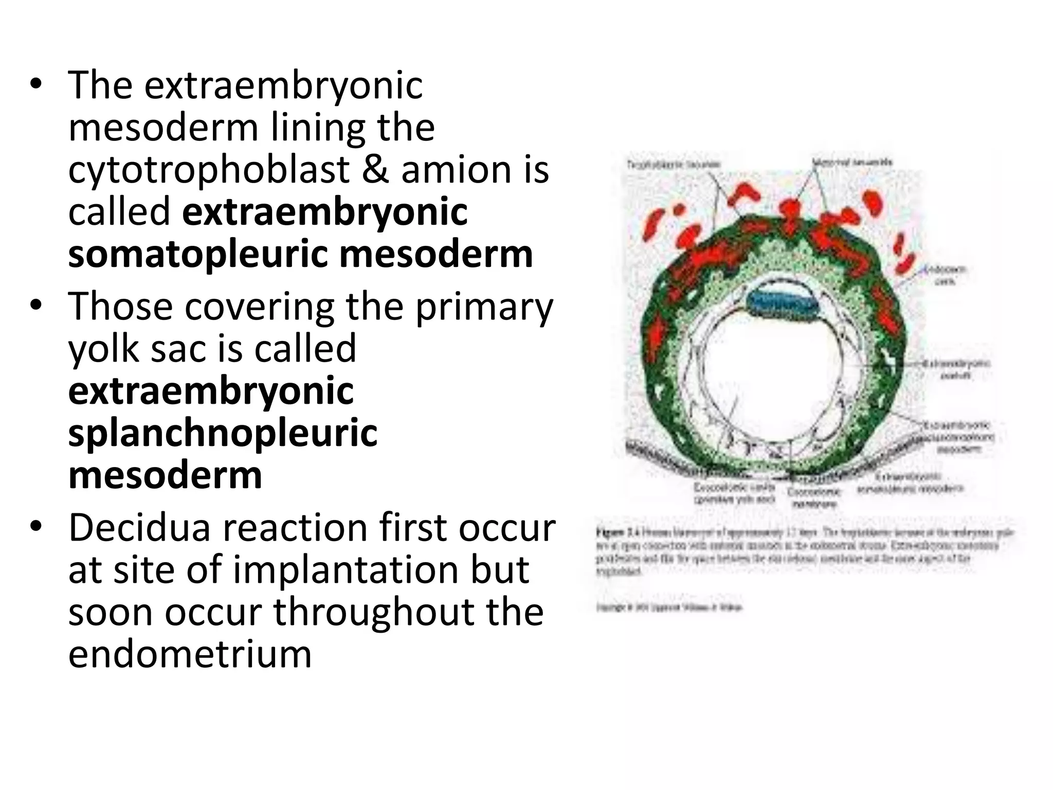 Cleavage, Blastocyte formation and Implantation.pptx